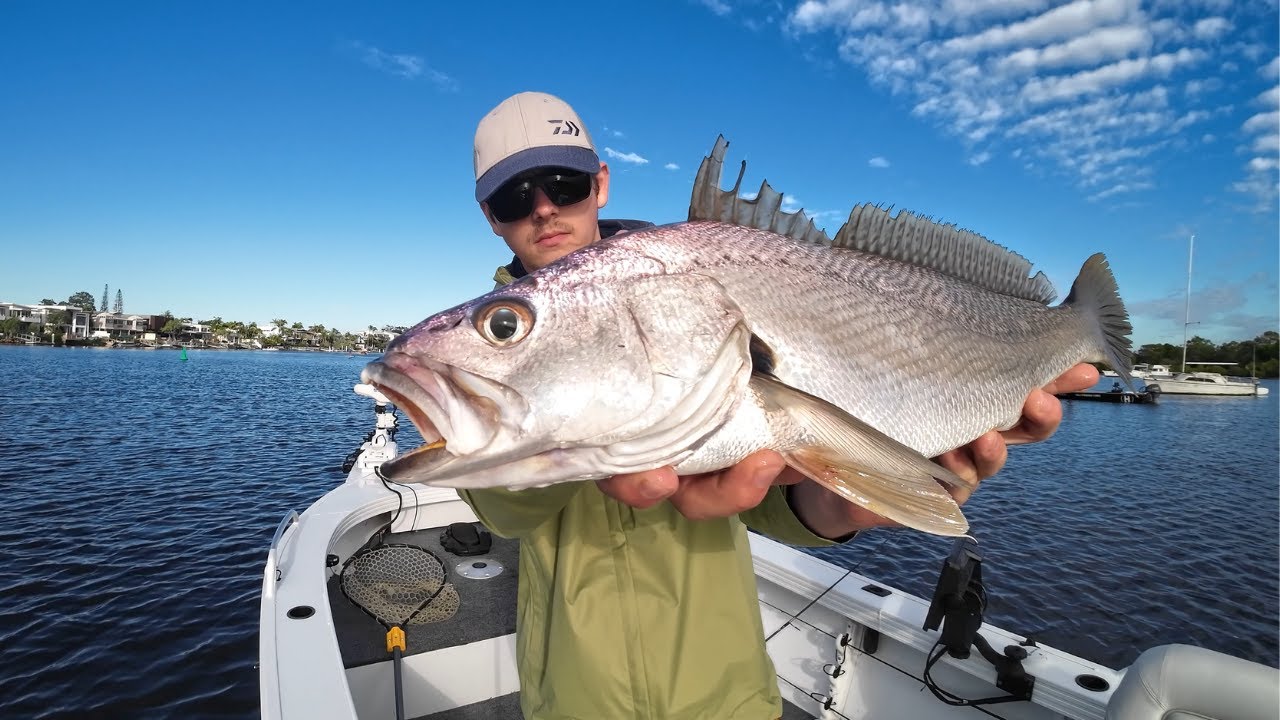 The Rivers Full Of Jewfish - Lure Fishing Noosa River - YouTube