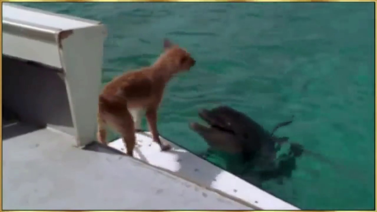 Dolphin, cats and Dog - Let's be Friends. - YouTube