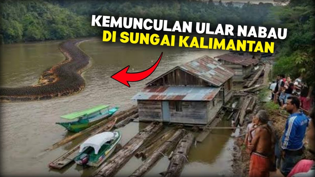 Ular Nabau Muncul!! Gegerkan Warga Kalimantan - YouTube