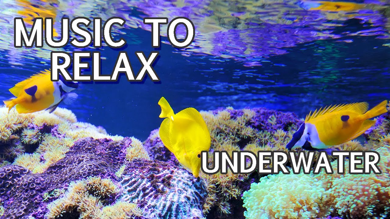 Relaxing Meditation Music with Calming Underwater World - YouTube