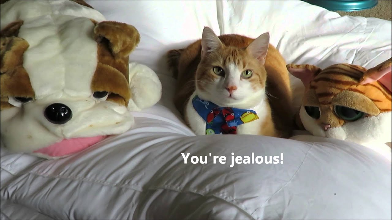 2016 Presidential Debate - Cat Edition - Part 2 - YouTube