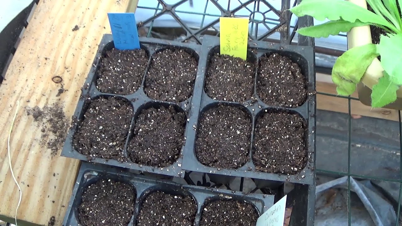 How To Plant Pelleted Seeds, Pelleted Seeds Planting Tips - YouTube