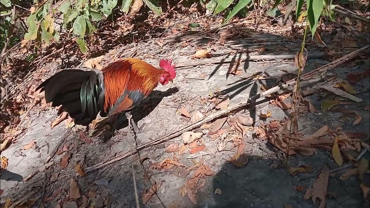 8 (1)tag ki no mu dib qaib qaib tuaj zoo kawg nawb. 2024 - YouTube