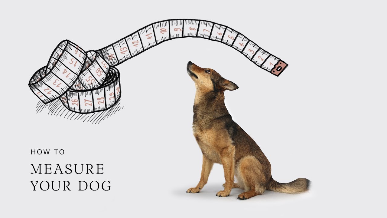 How to measure your dog - YouTube