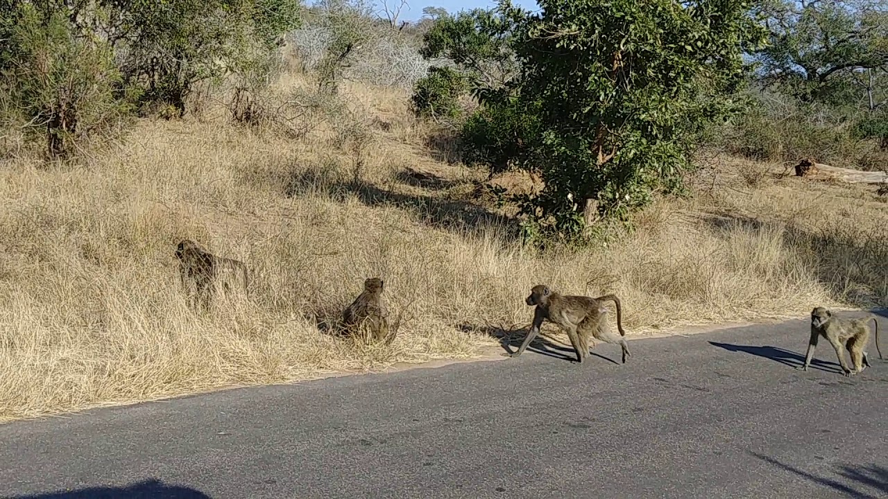 Baboons crossing the road in South Africa - YouTube