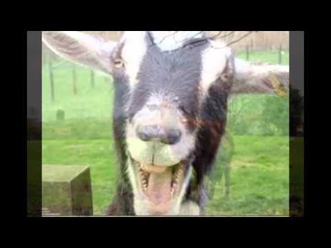 Cabras locas! :) - YouTube