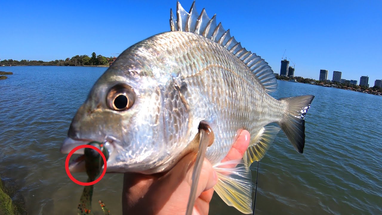 STUNNING Day On Bream & Flathead! | Sydney Fishing - YouTube