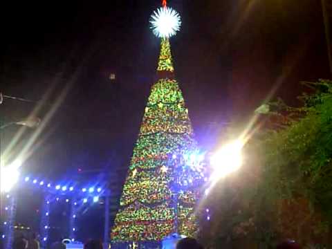 Arbol gallo obelisco - YouTube