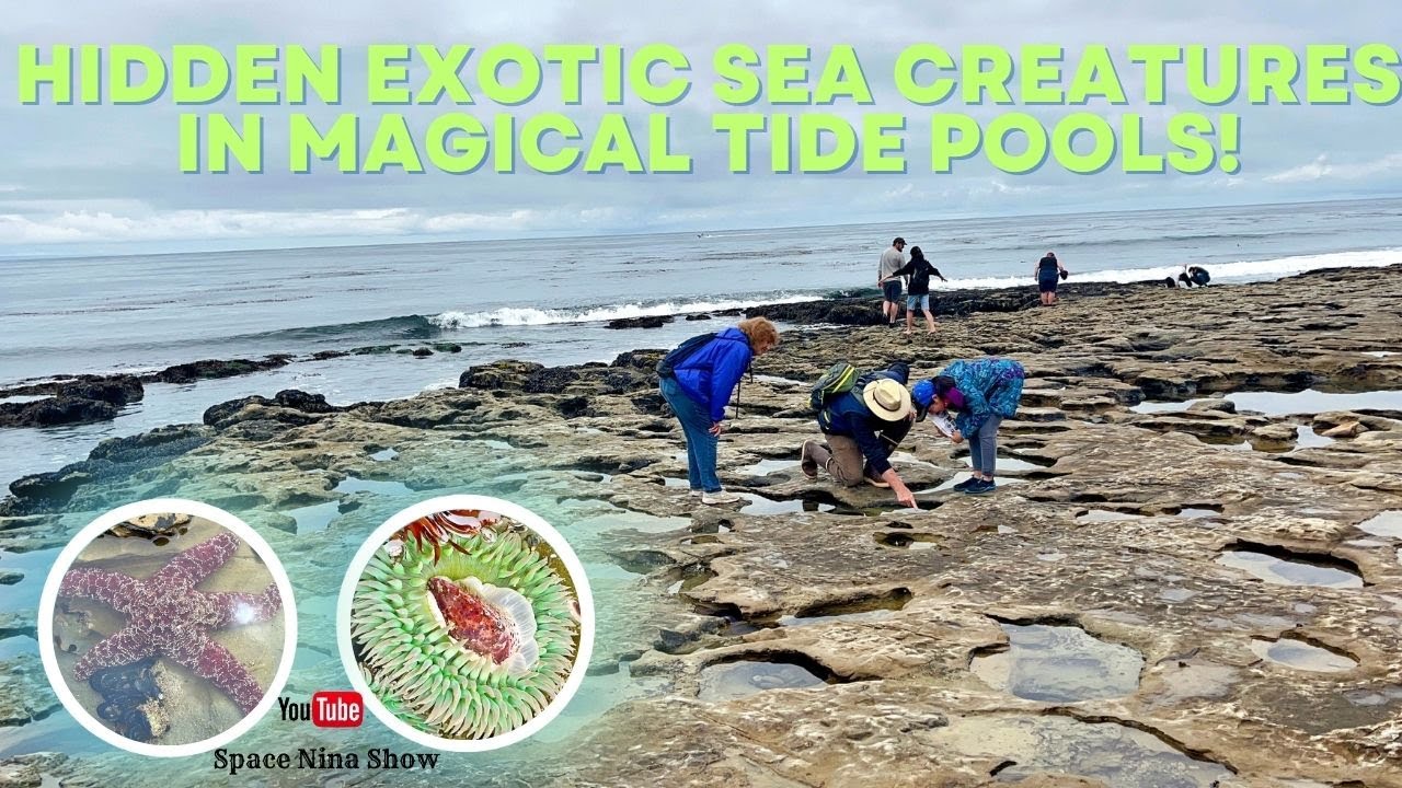 Ebbing and Flowing World:TIDE POOLS & Exotic Animals Which Call It Home ...