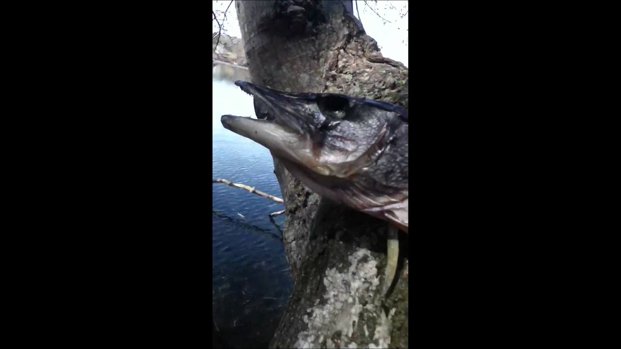 Fish nailed to a tree - YouTube