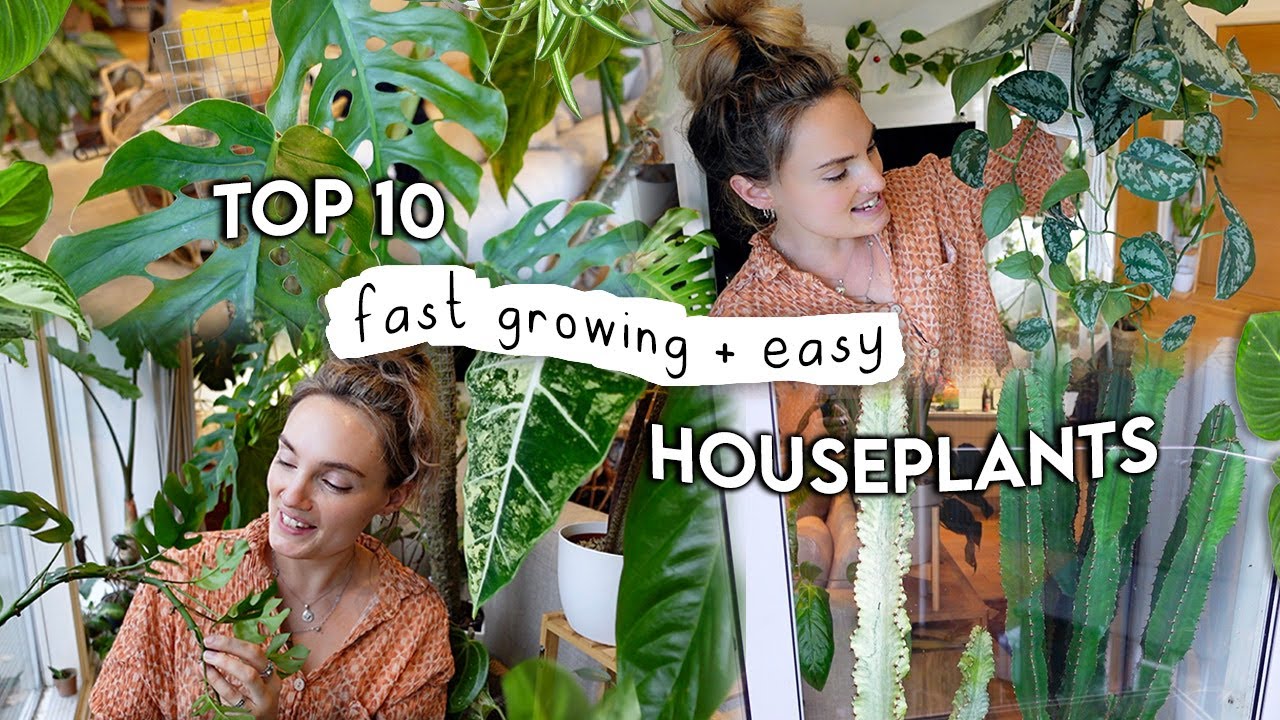 10 Fast Growing EASY Indoor Plants 🌿 Easiest + Fastest Growing ...