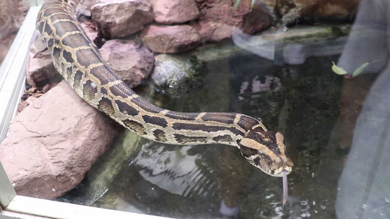 Tigerpython @ Luisenpark Mannheim - YouTube