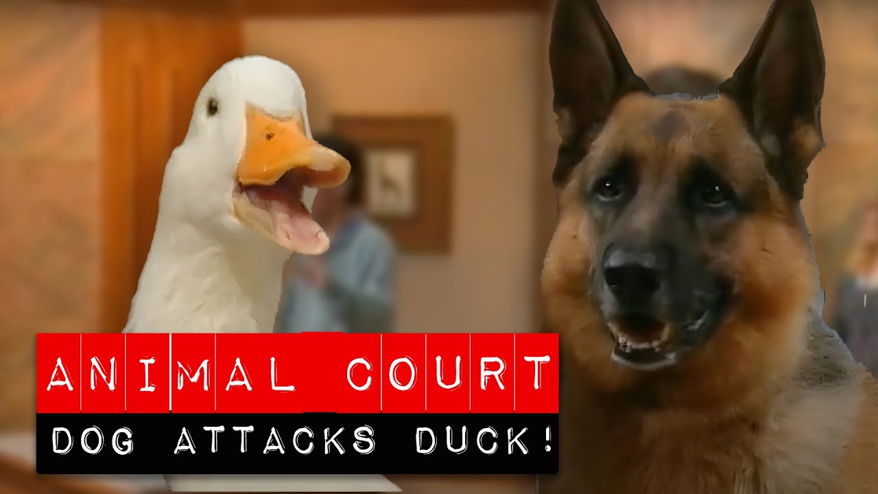 Animal Court: Duck Attacked by Dog! - YouTube