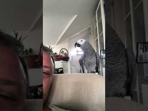 Allah zikri çeken jako