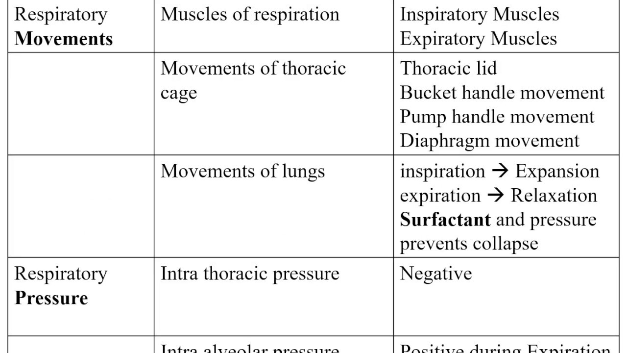 Part - 1 Mechanism of respiration # notes - Respiratory Movements ...