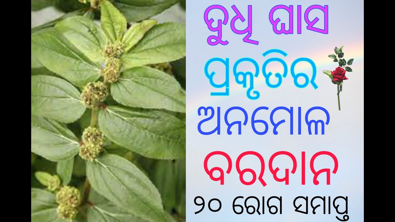 Dudhi plant, Dudhi ghas ke fayde, Benefits of dudhi, ଦୁଧି ଘାସ ର ଔଷଧିୟ ...