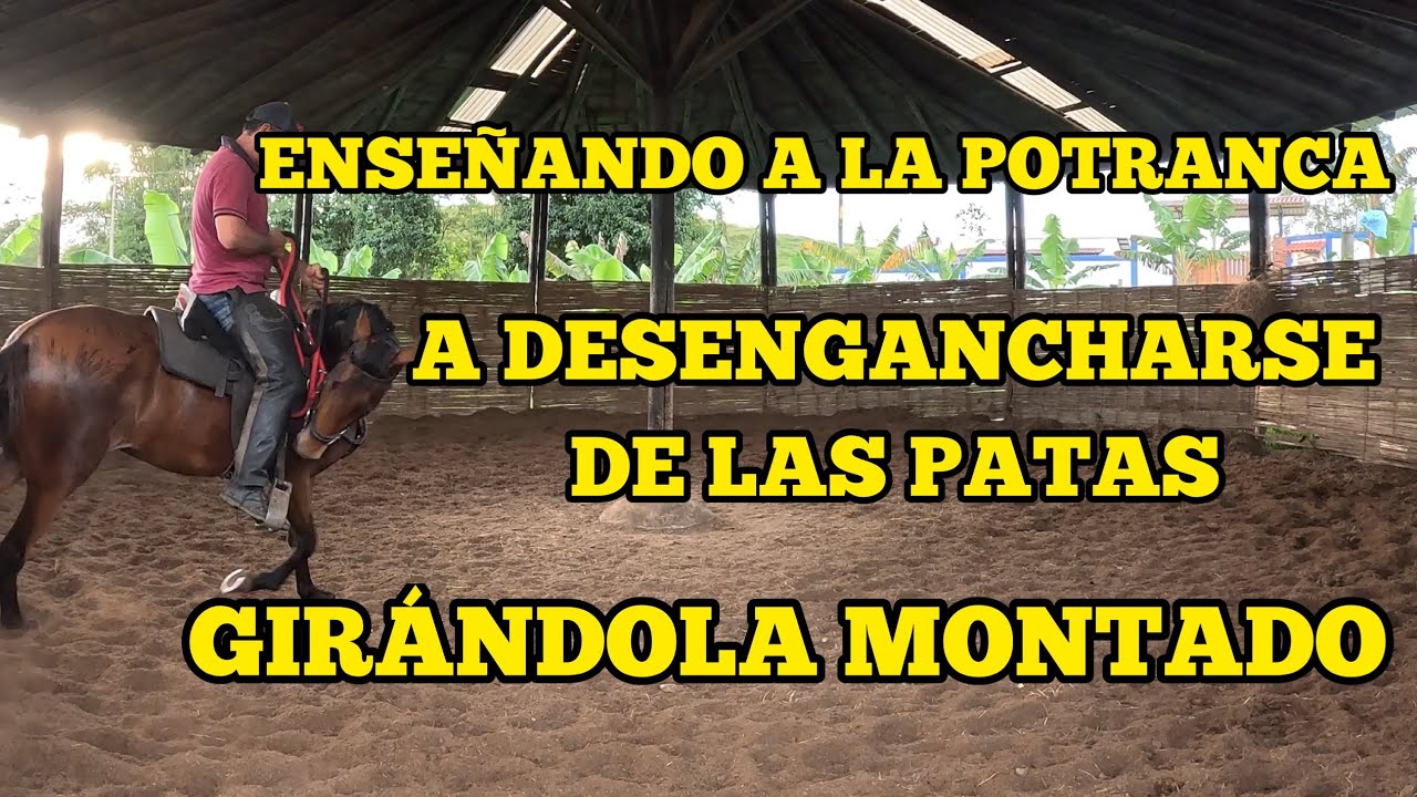 ENSEÑANDO A LA POTRANCA A DESENGANCHARSE DE LAS PATAS GIRÁNDOLA MONTADO ...