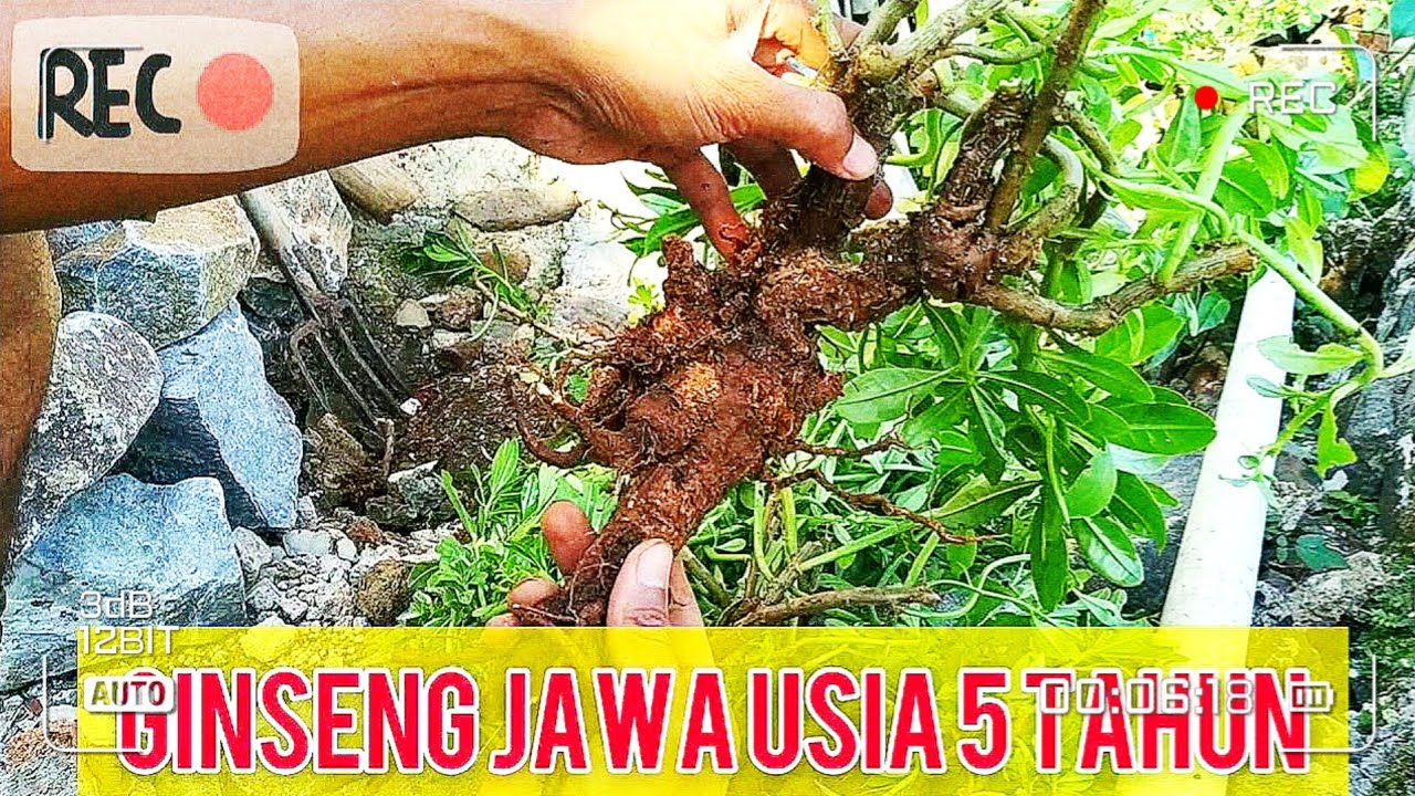 Ginseng Jawa Umur Tanam Usia 5 Tahun (2015 - 2020) - Javanese Ginseng ...