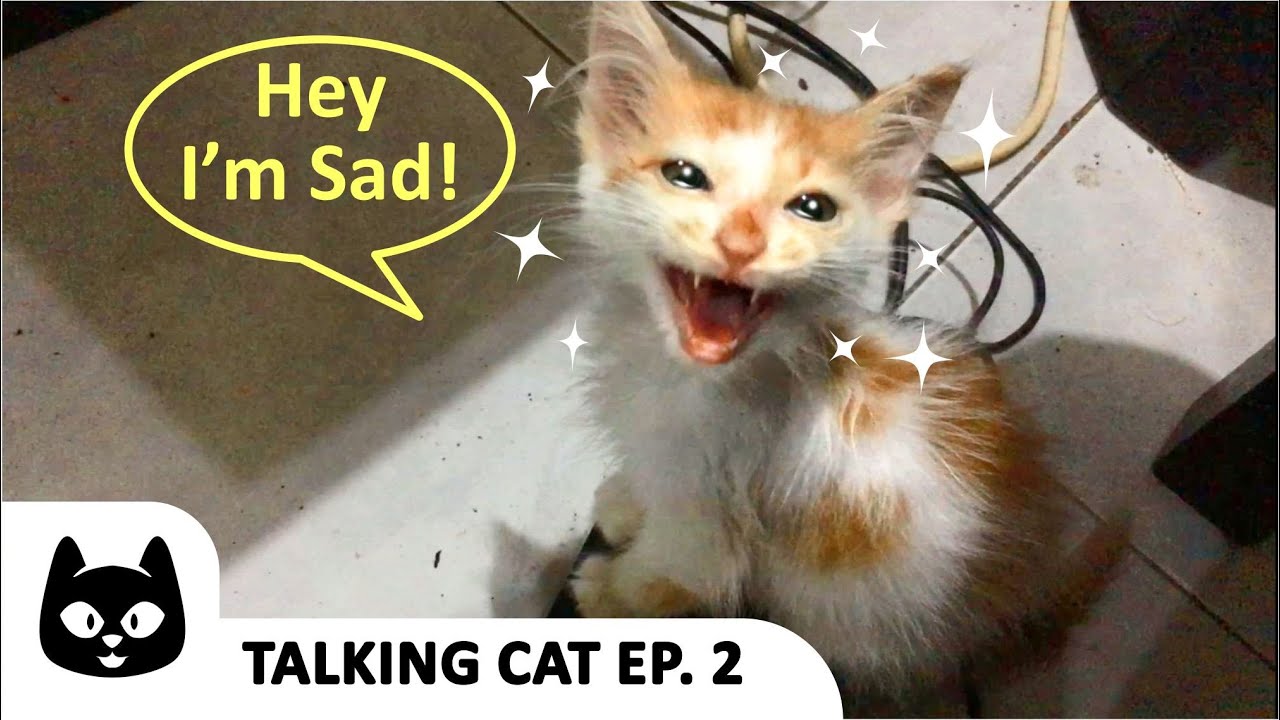 (Talking Cat Ep 2) Kitty Is Sad And Crying! - YouTube