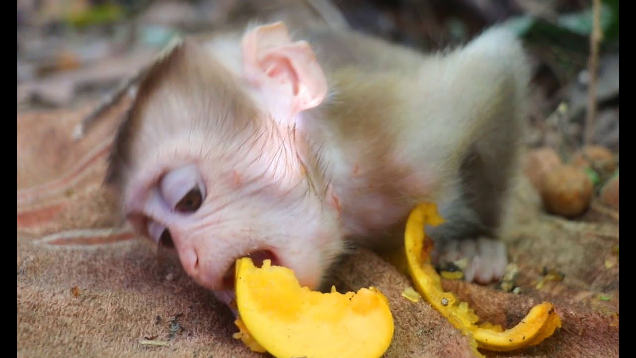 Beautiful monkey lying eating sweet fruit - YouTube