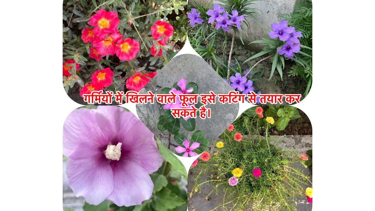 Samar season flowers ॥ My garden & bird sound - YouTube