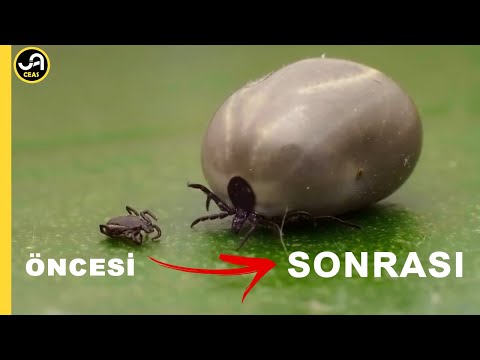 Kene: Ölümcül Kene Isırığı