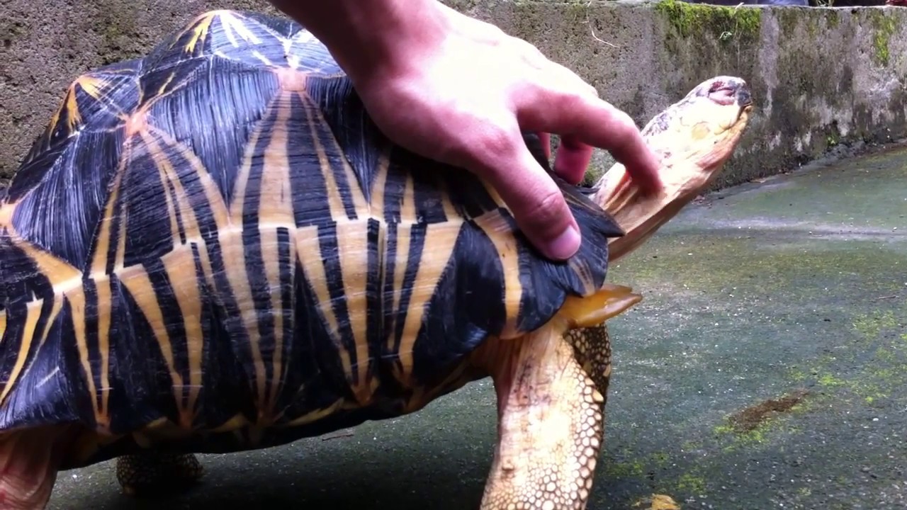 Radiated Tortoise Loves to be Scratched on the Head - YouTube