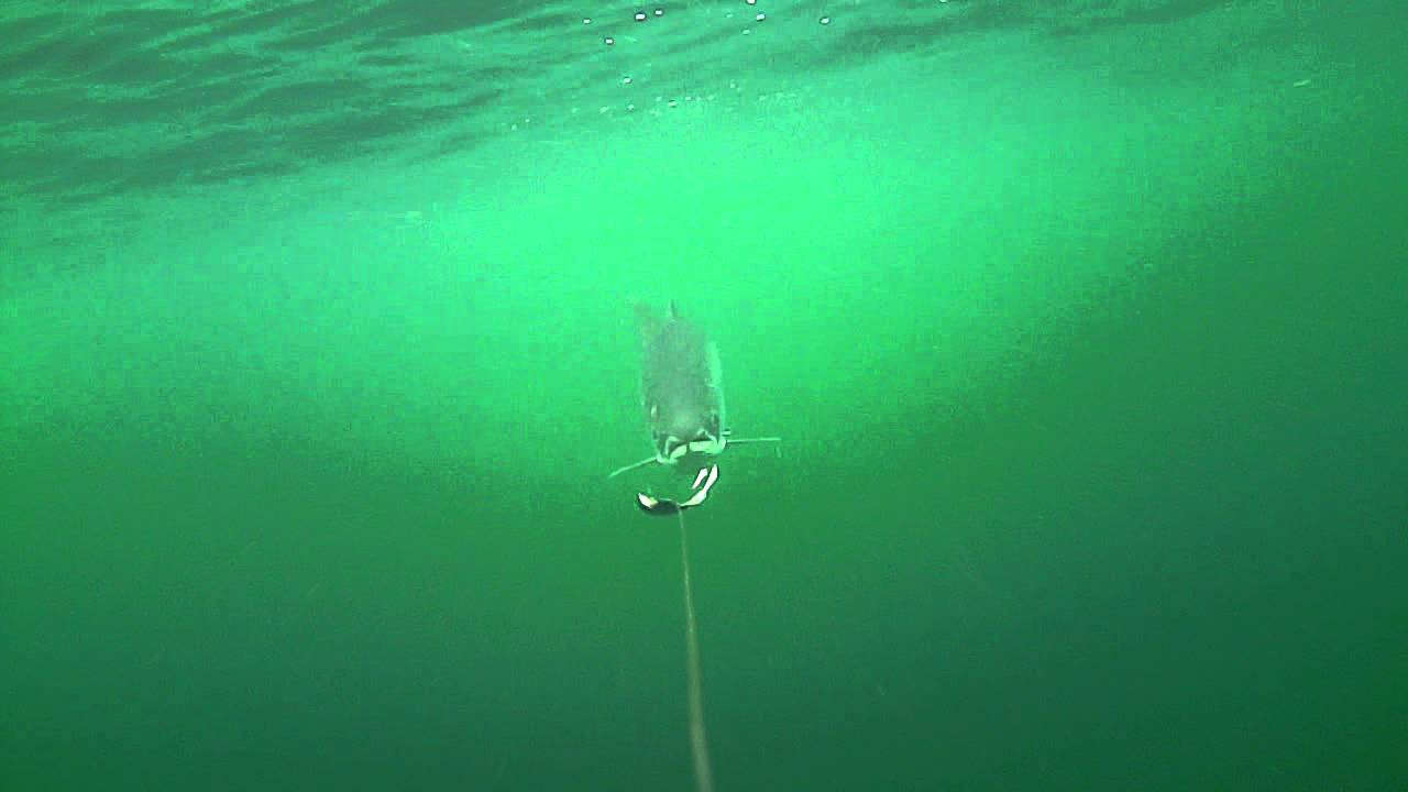 Laks Water Wolf Trolling klip 2 - YouTube