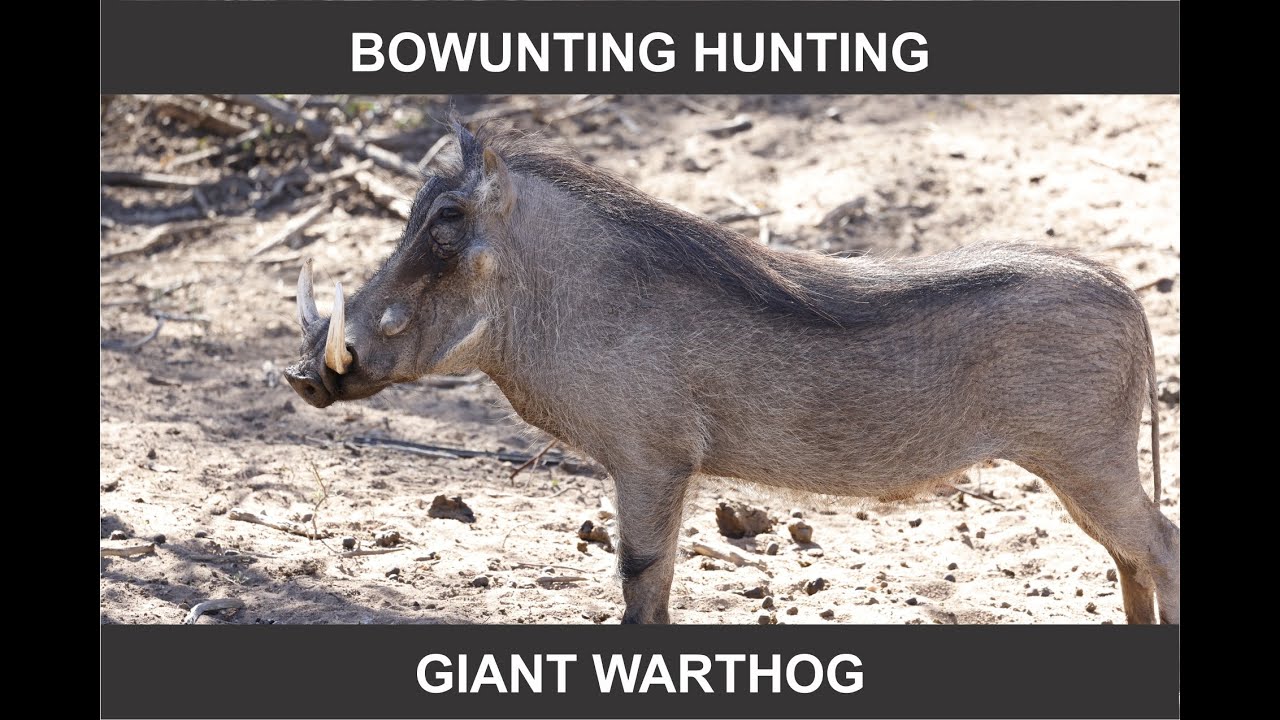 Giant Warthog