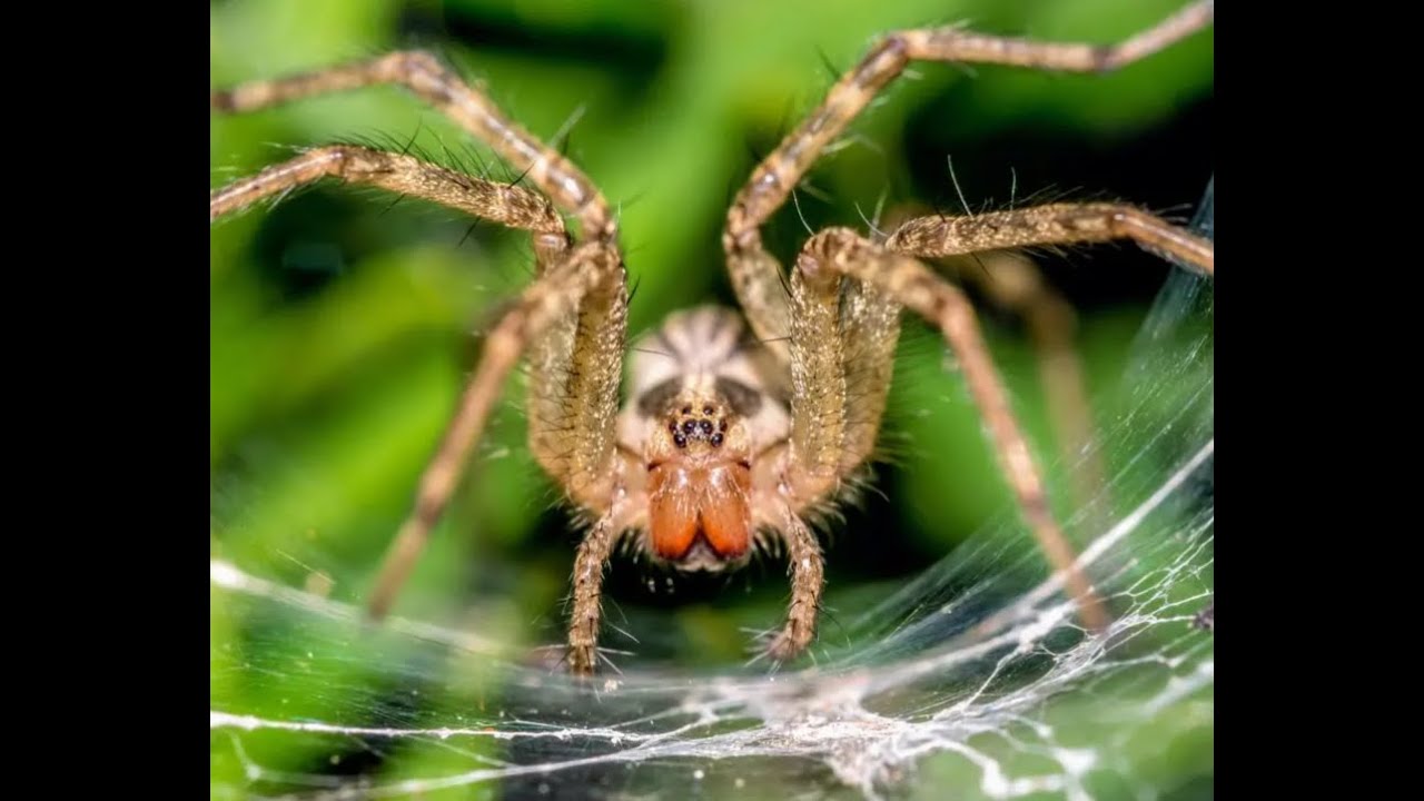 How Spiders Adapt to Noise Pollution - YouTube