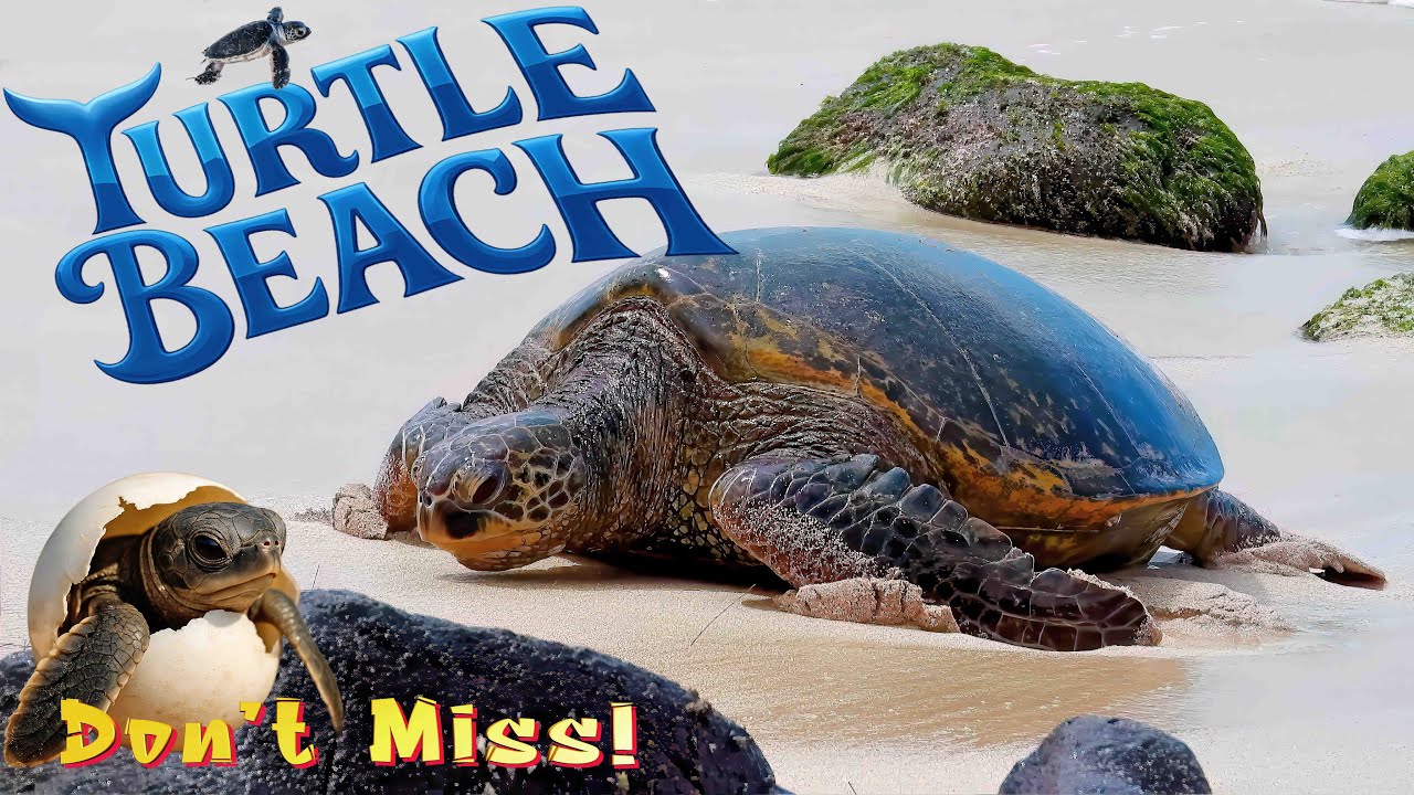 🐢 Sea Turtle Miracle in Hawaii! 🌊 We Almost Missed This! 😱 ...