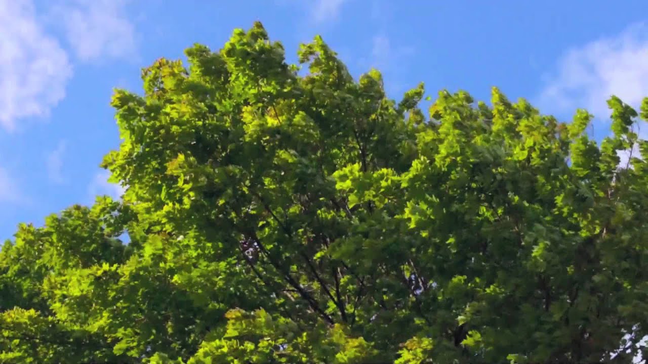 Leaves Branches Blowing In Strong Wind - Free Stock Video - YouTube