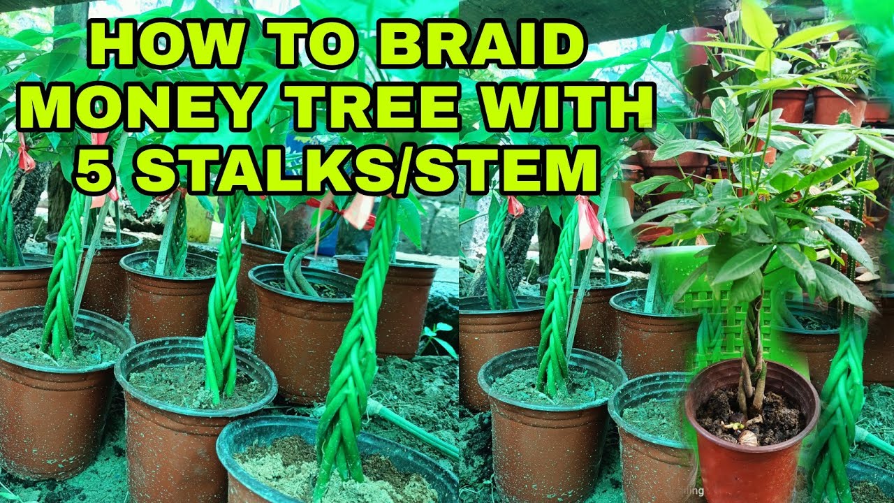 HOW TO BRAID MONEY TREE WITH 5 STALKS/STEM,(PAANO MAG TERENTAS NG MONEY ...