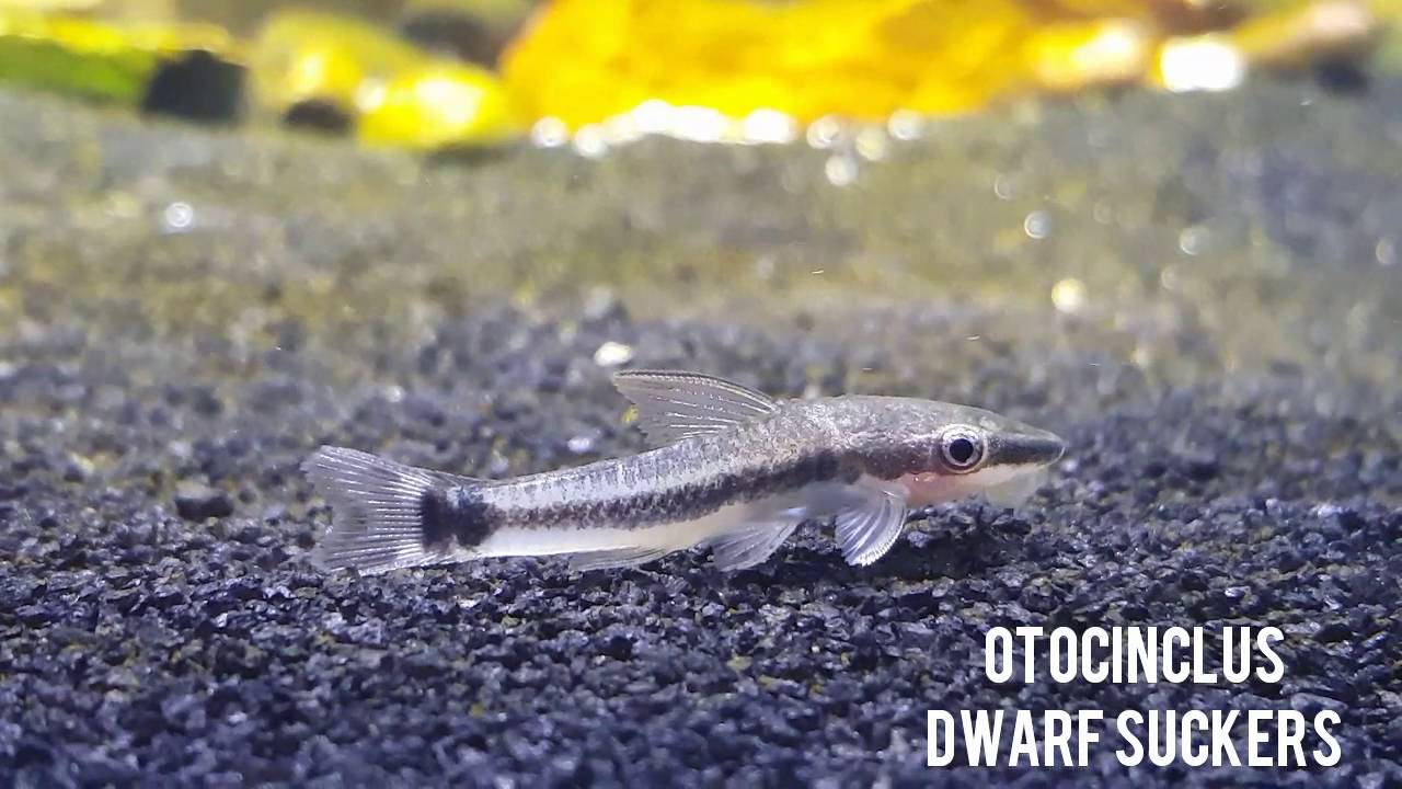 Otocinclus Fish / Dwarf Suckers - YouTube