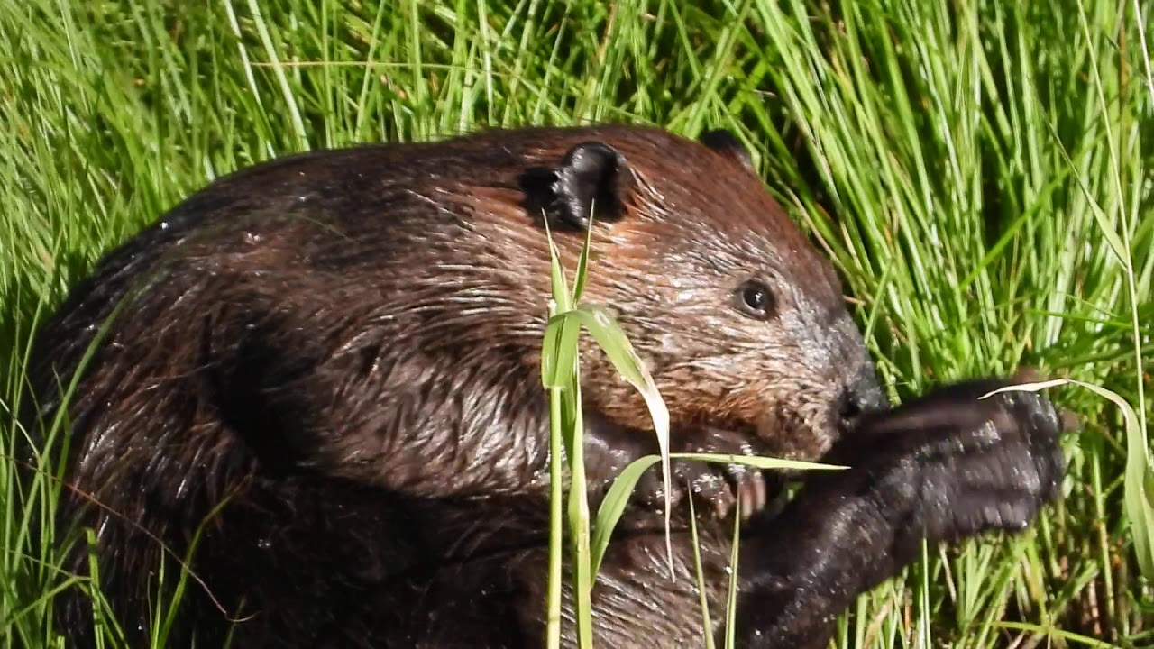 Beaver grooming itself - YouTube