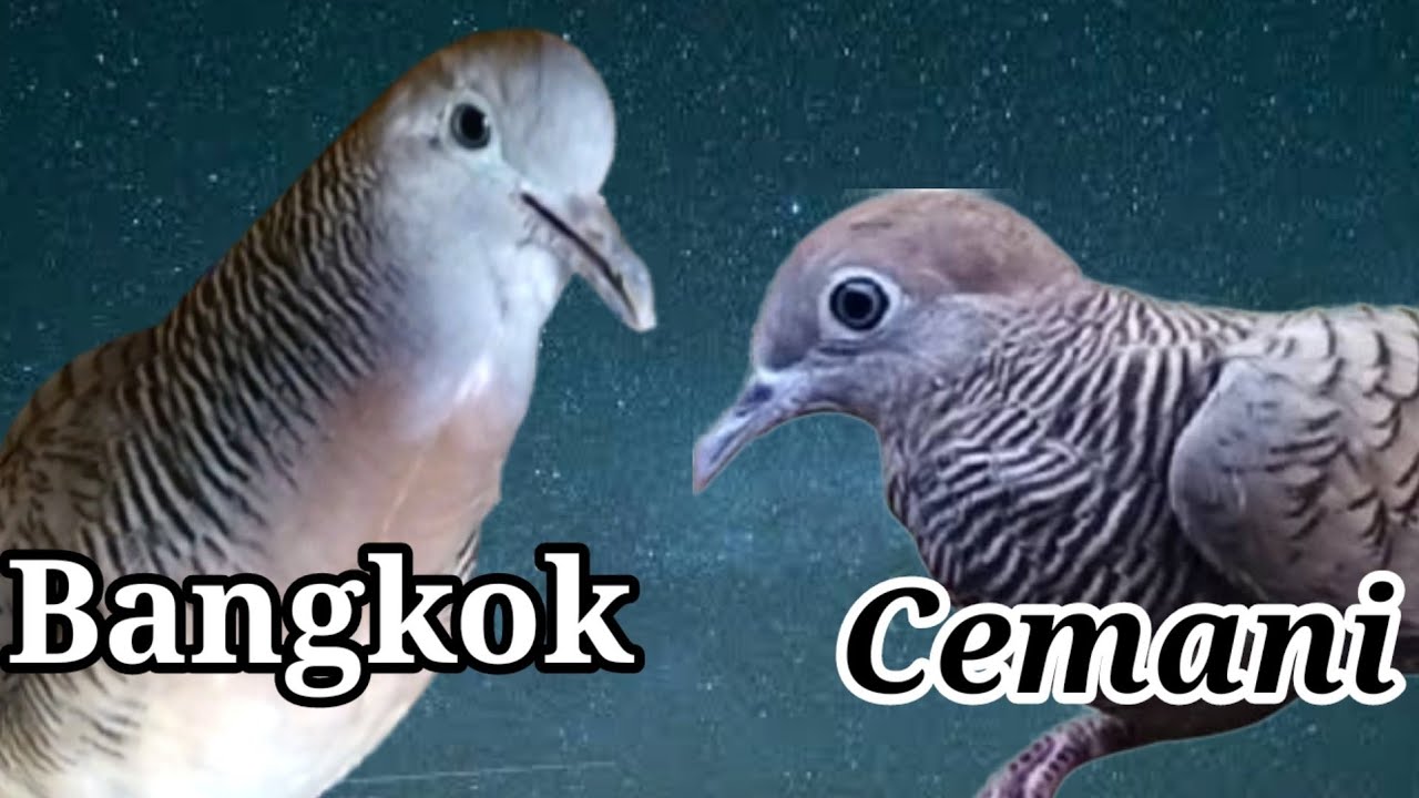 kombinasi suara perkutut bangkok dan perkutut cemani majapahit - YouTube