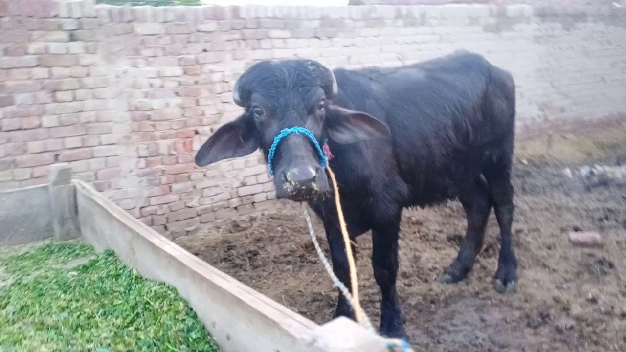 Watch nili Ravi cattle for sale 10_3_2020 in Punjab Pakistan on YouTube ...