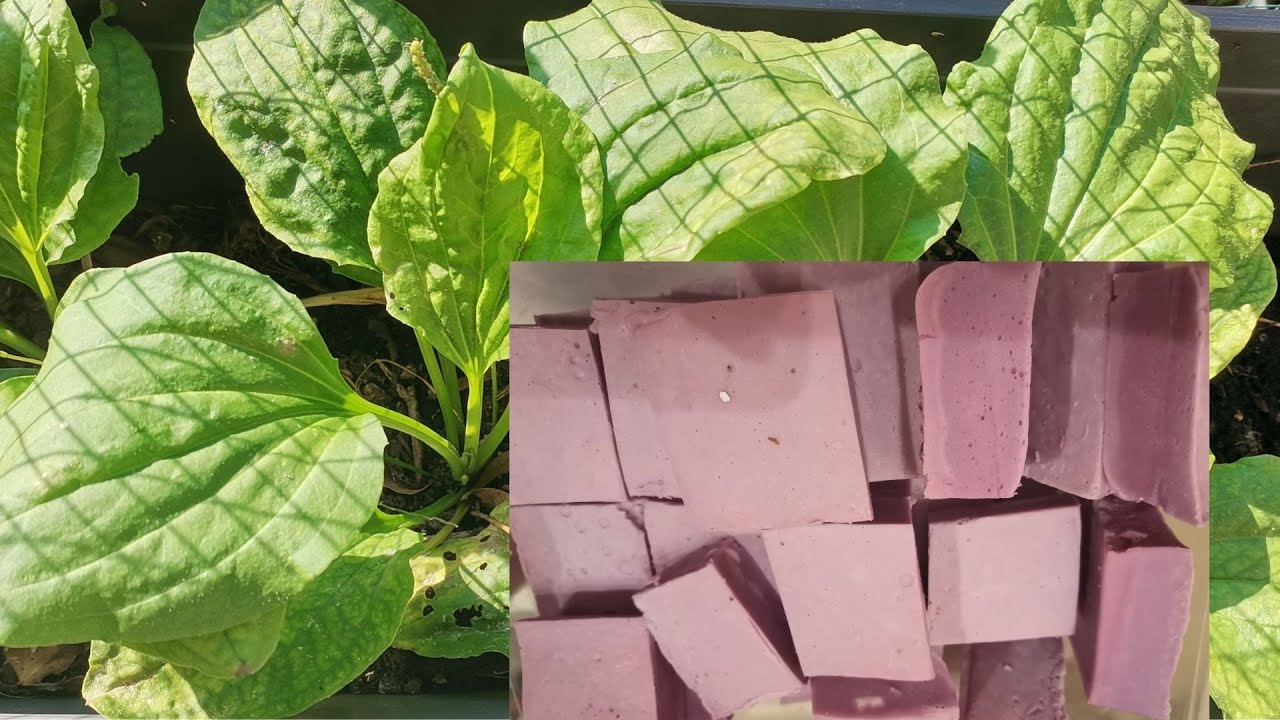 SABAO DE SEBO BOVINO SEM ALCOOL E COM SABONETE PHEBO E FALANDO DE ...