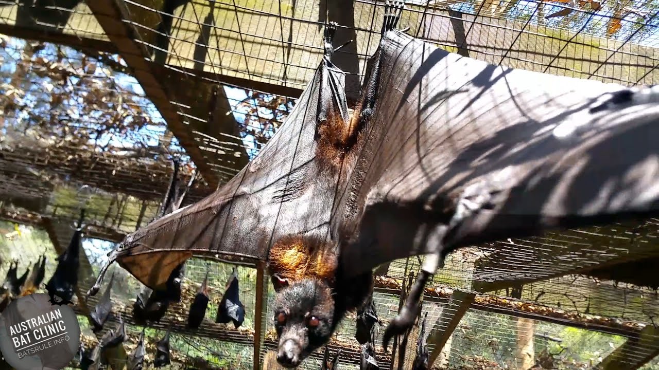 Megabats rescued in care getting some sun Flying-foxes Fruit Bats - YouTube