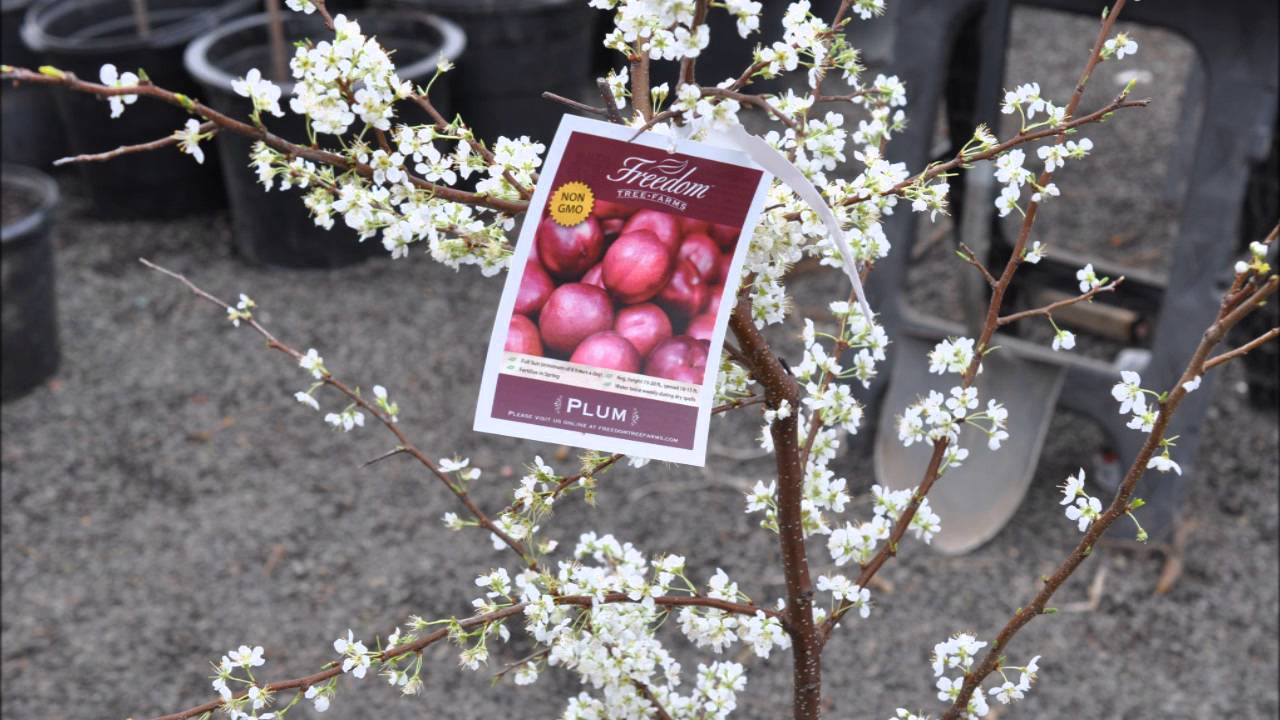 Bruce Plum Trees - YouTube