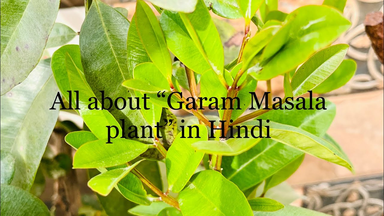All about “Garam masala “ plant in Hindi !!🌿🍀🍃 - YouTube