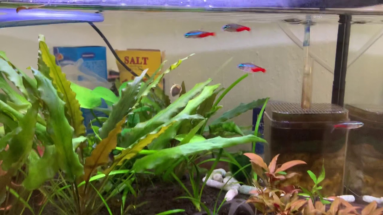 AR Mini Low Tech Day 16 - YouTube