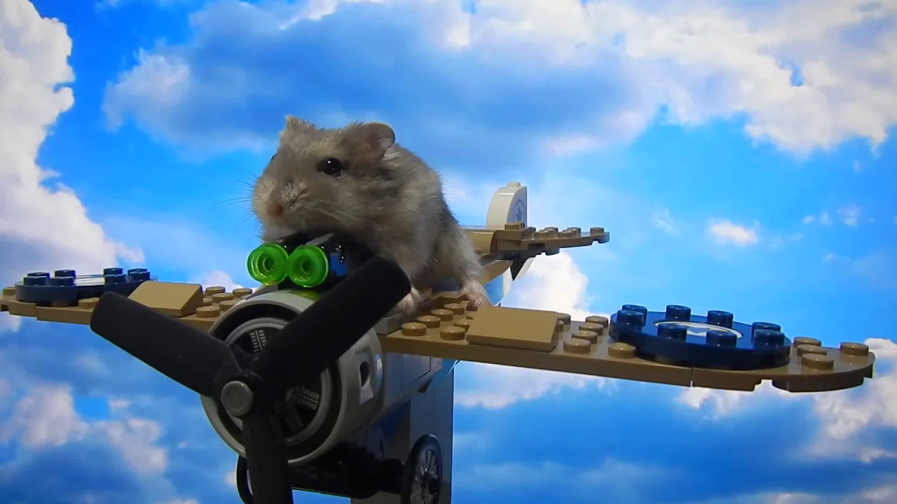 Hamster super pilot - YouTube