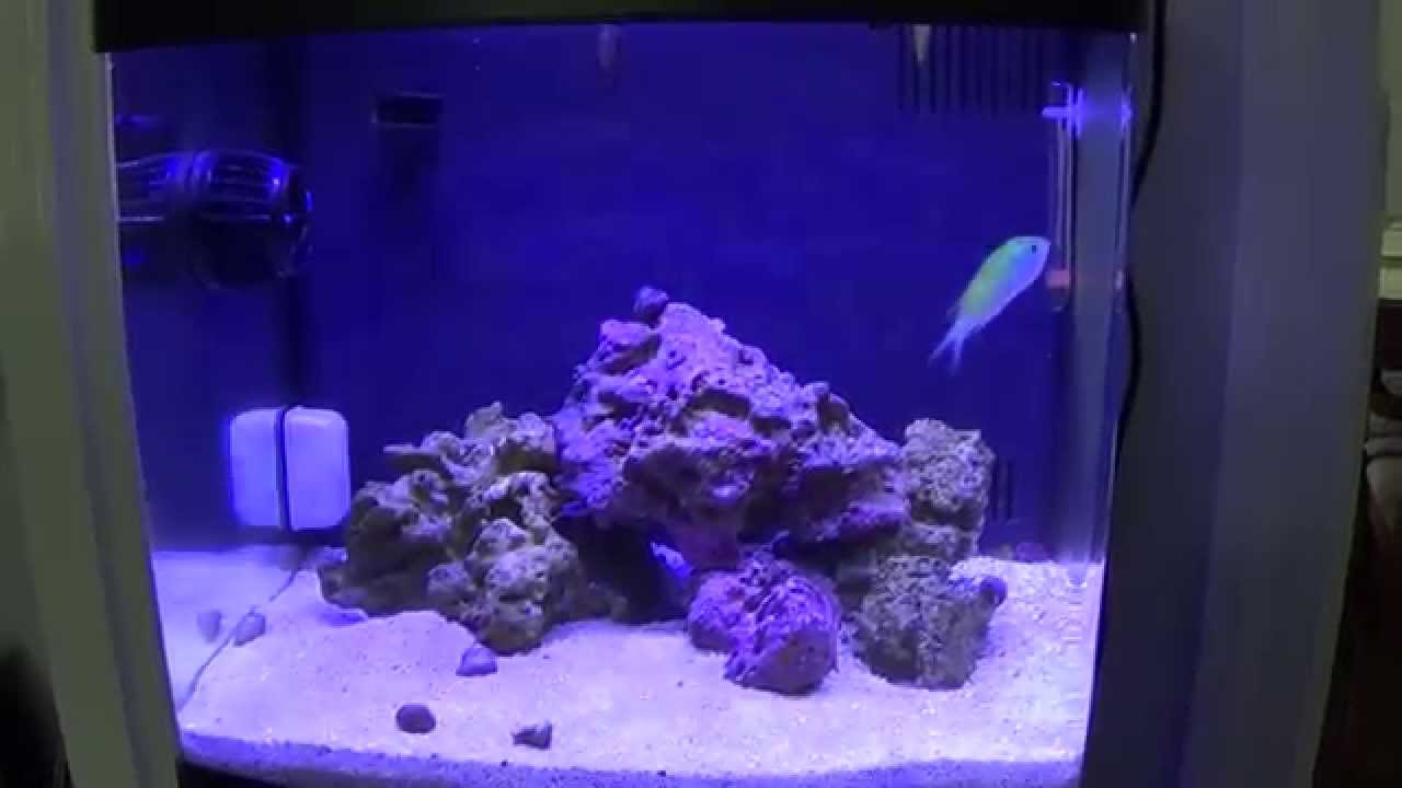 Oceanic Biocube 14gal: Week 3 end of cycle - YouTube