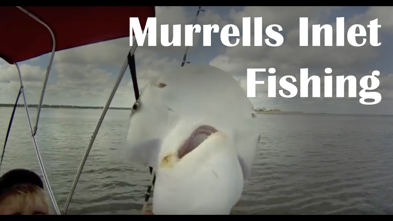 Murrells Inlet Shark Fishing - Fishing for Sharks at the Beach - Shark ...