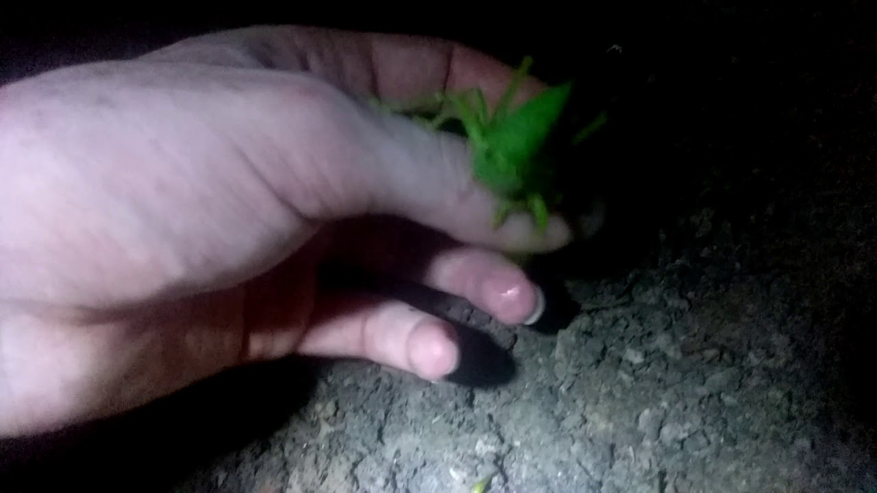 The katydid bites back - YouTube