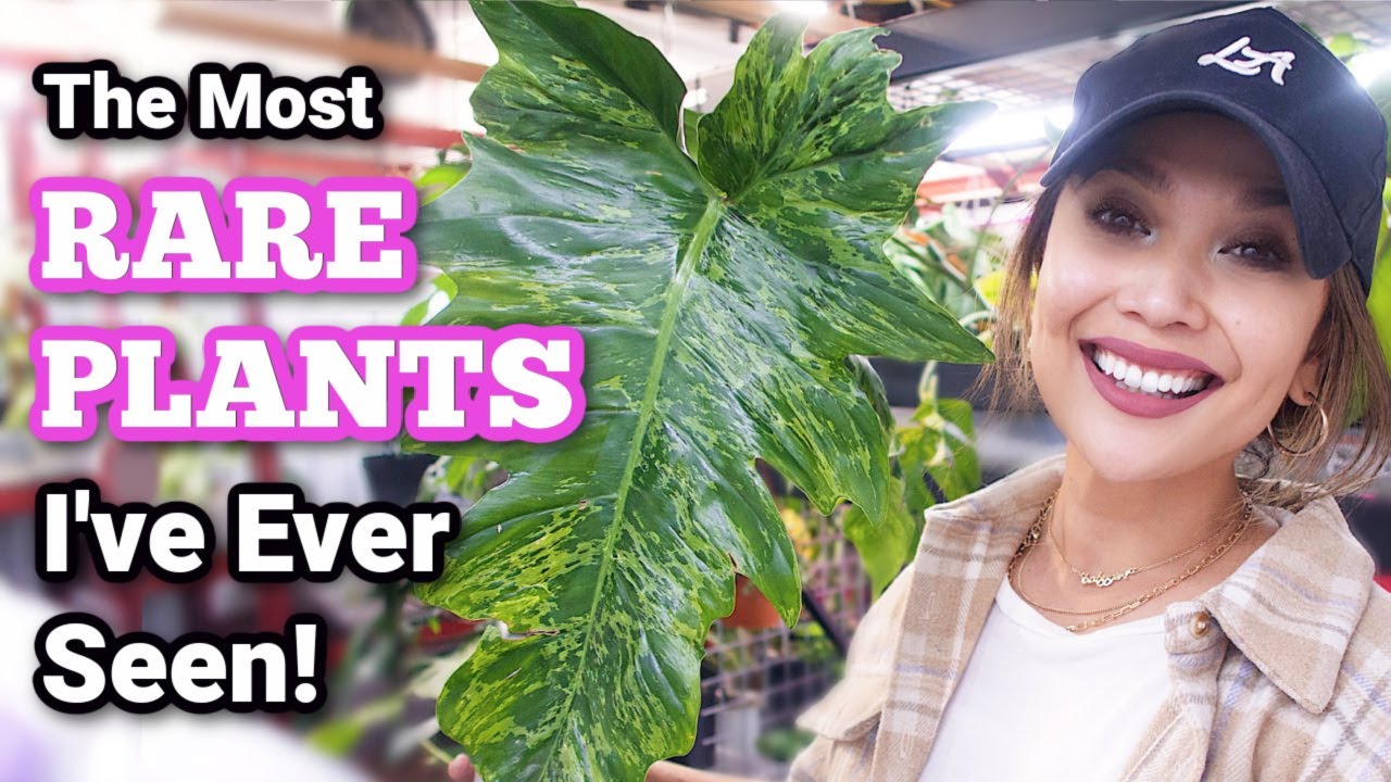 Rare Plant Collection Plant Tour | Plant Tour 2021! - YouTube