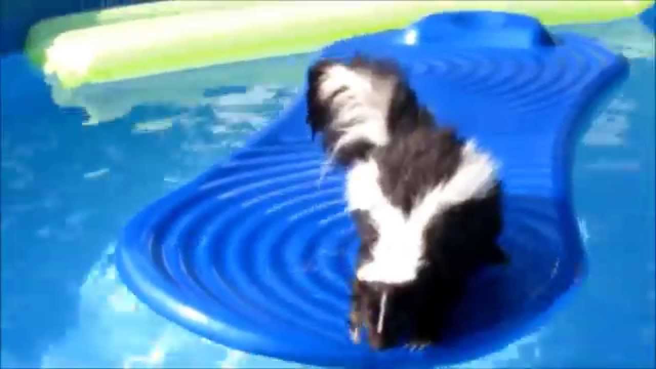 Kerby the skunk goes swimming in the pool - YouTube