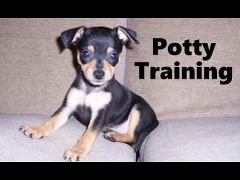 How To Potty Train A ChiPin Puppy - ChiPin House Training Tips ...