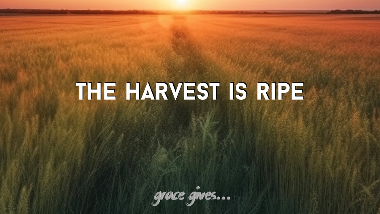 30-06-24 : The Harvest Is Ripe - YouTube